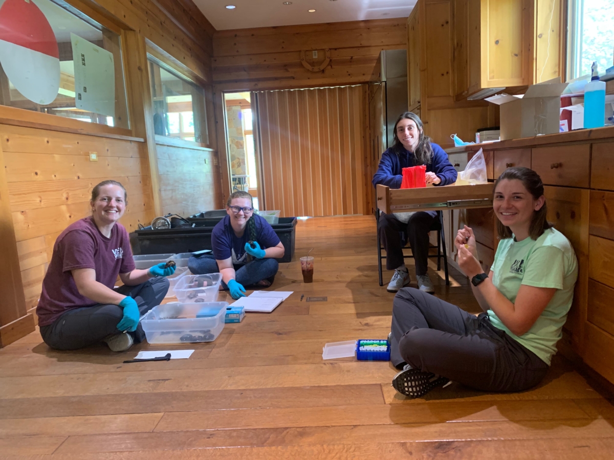 Big Week For The Small Turtles – Wildlife Epidemiology Laboratory