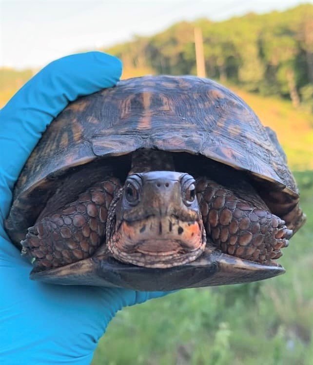 A Tale of Two Turtles – Wildlife Epidemiology Laboratory