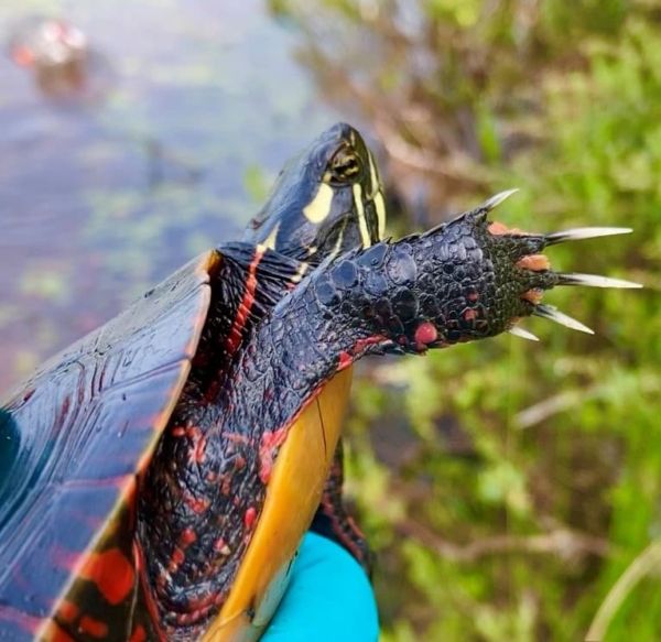 A Splash Of Color – Wildlife Epidemiology Laboratory