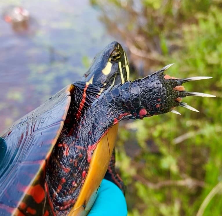 A Splash Of Color – Wildlife Epidemiology Laboratory