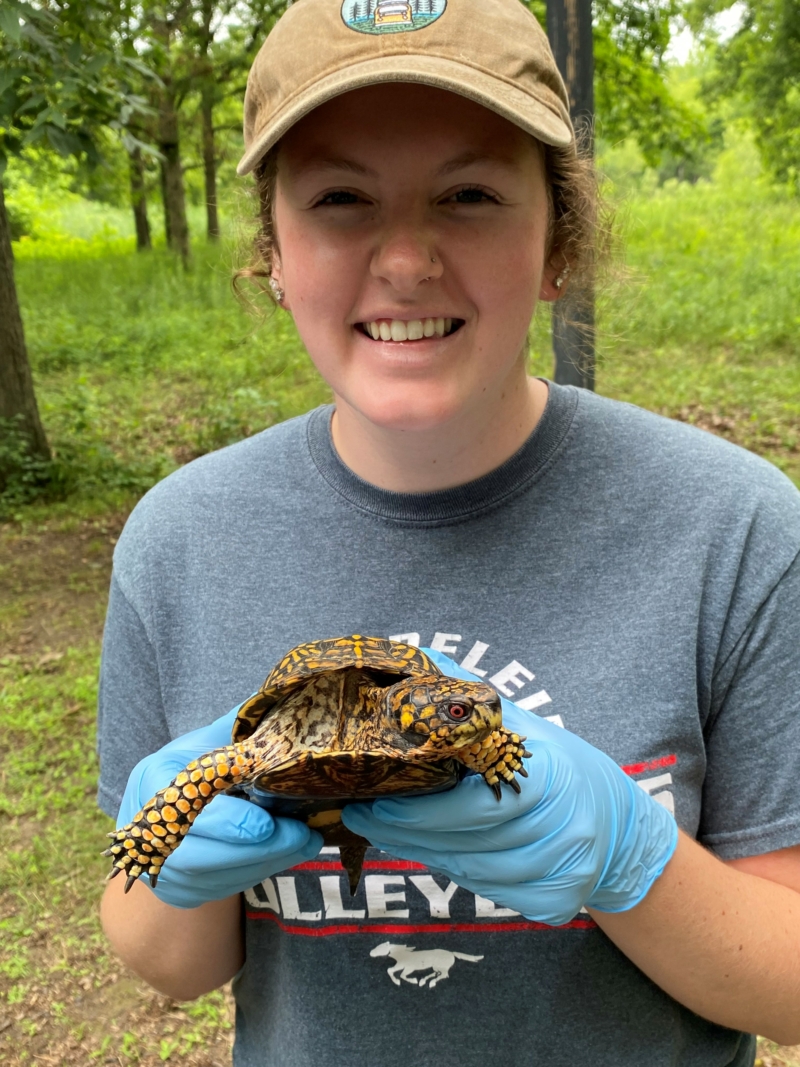 Canine Captures FINALLY! – Wildlife Epidemiology Laboratory