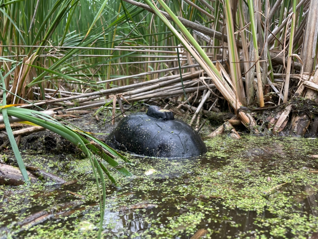 Tails of Telemetry – Wildlife Epidemiology Laboratory