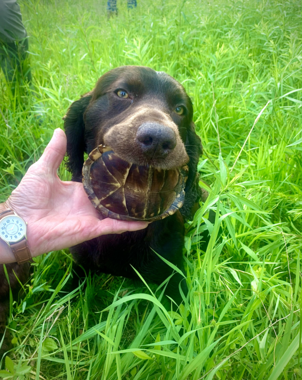 Meet the Turtle Dogs – Wildlife Epidemiology Laboratory