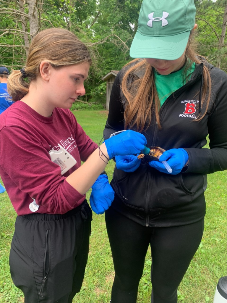 Turtle Teams – Wildlife Epidemiology Laboratory