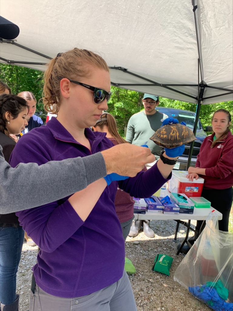 Turtle Teams – Wildlife Epidemiology Laboratory