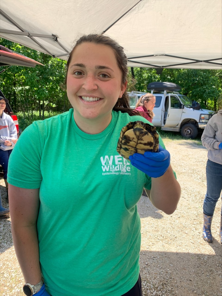 Turtle Teams – Wildlife Epidemiology Laboratory