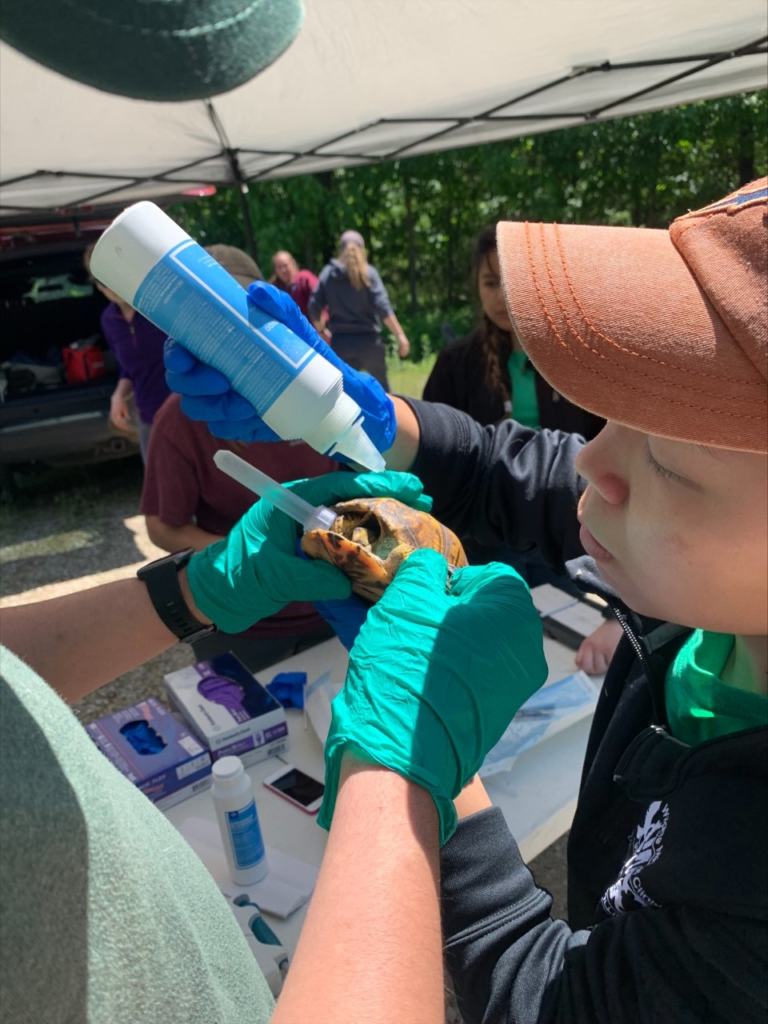 Turtle Teams – Wildlife Epidemiology Laboratory