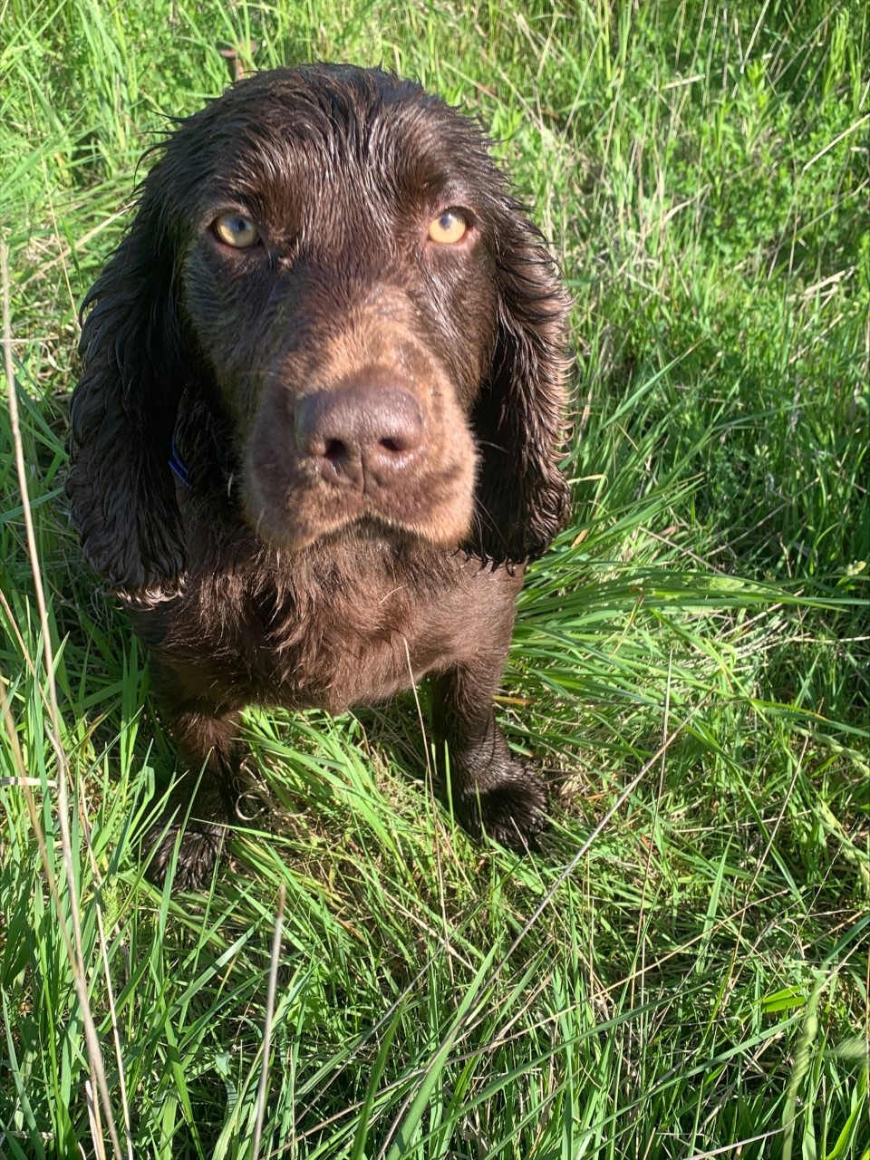 Meet the Turtle Dogs – Wildlife Epidemiology Laboratory