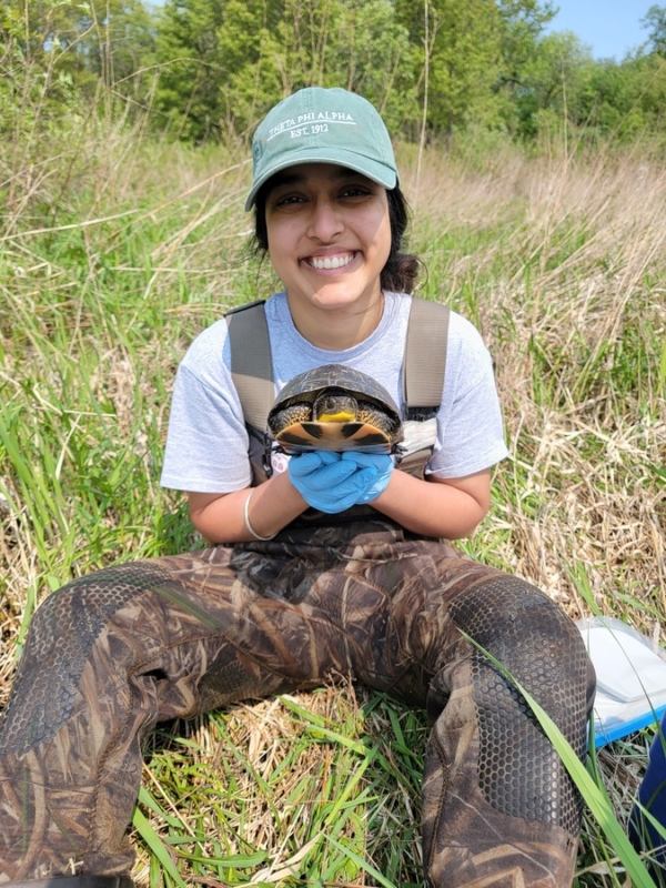 Meet the Turtle Team Duo – Wildlife Epidemiology Laboratory