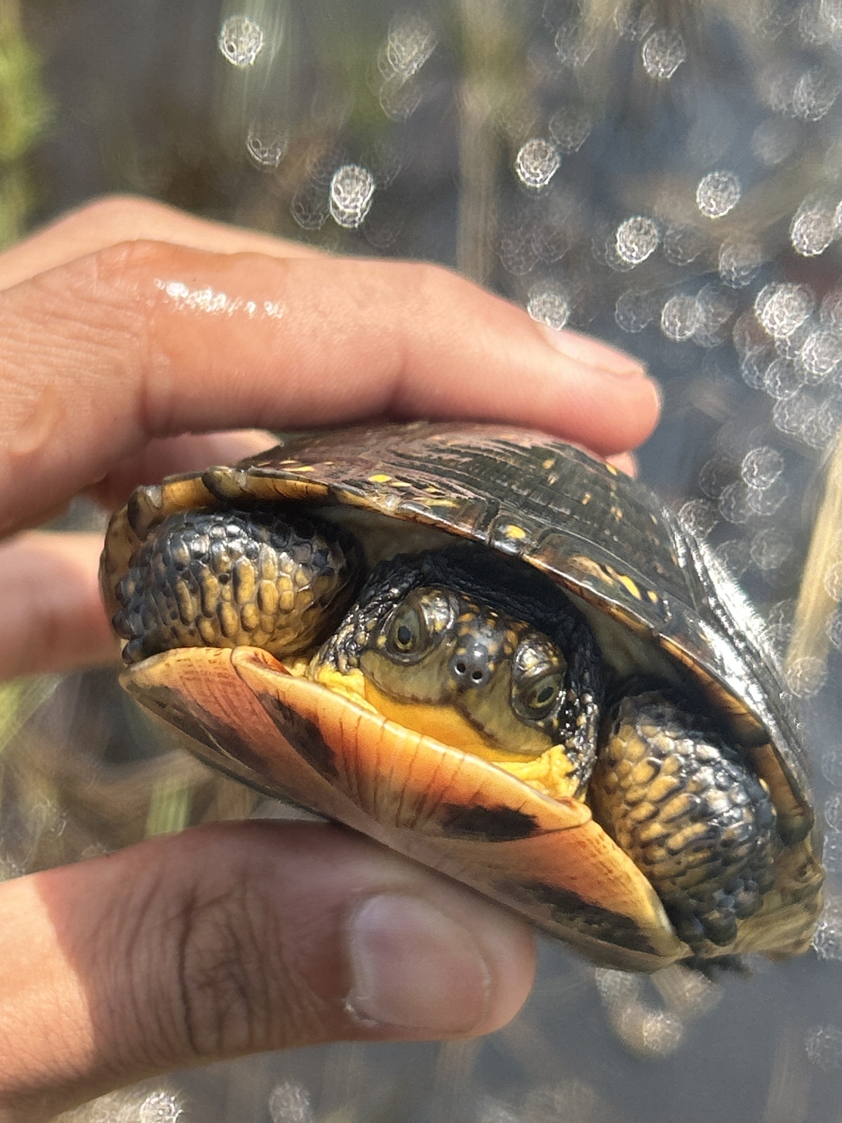 What do we do with these dang turtles? – Wildlife Epidemiology Laboratory