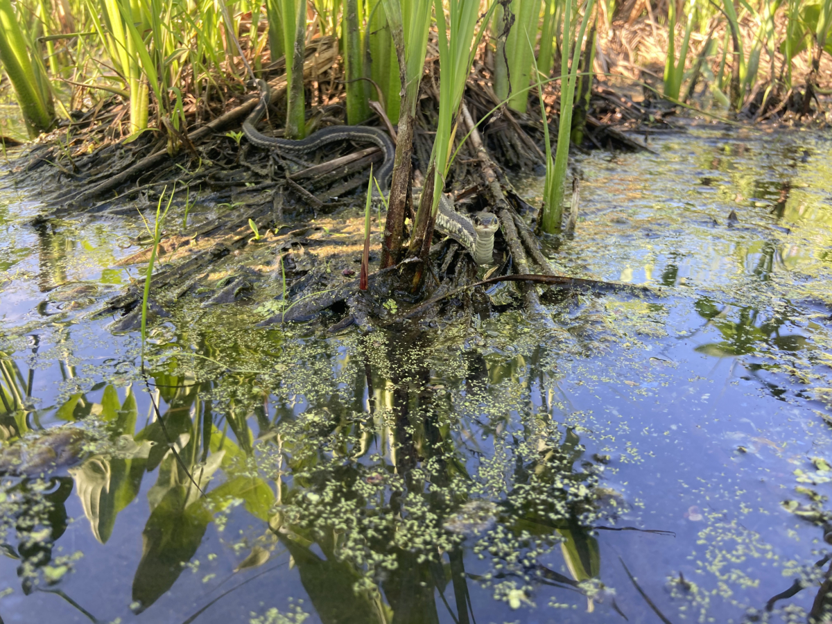 Snappers, Snakes, Surprise Leg, Oh My! – Wildlife Epidemiology Laboratory