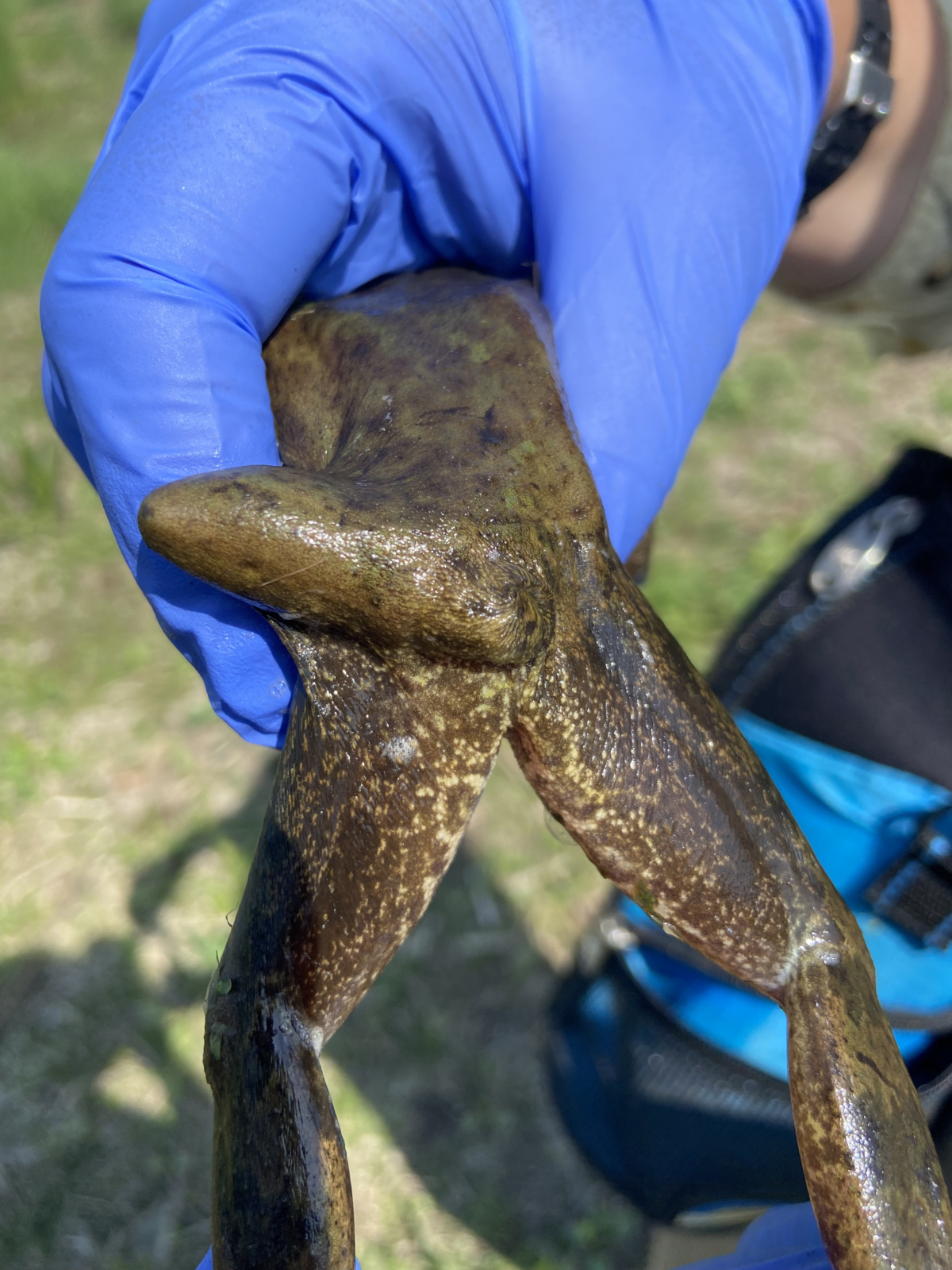 Snappers, Snakes, Surprise Leg, Oh My! – Wildlife Epidemiology Laboratory