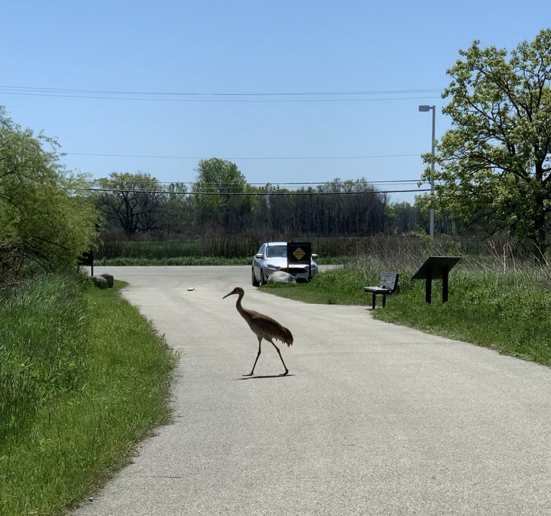 What’s the Password? – Wildlife Epidemiology Laboratory