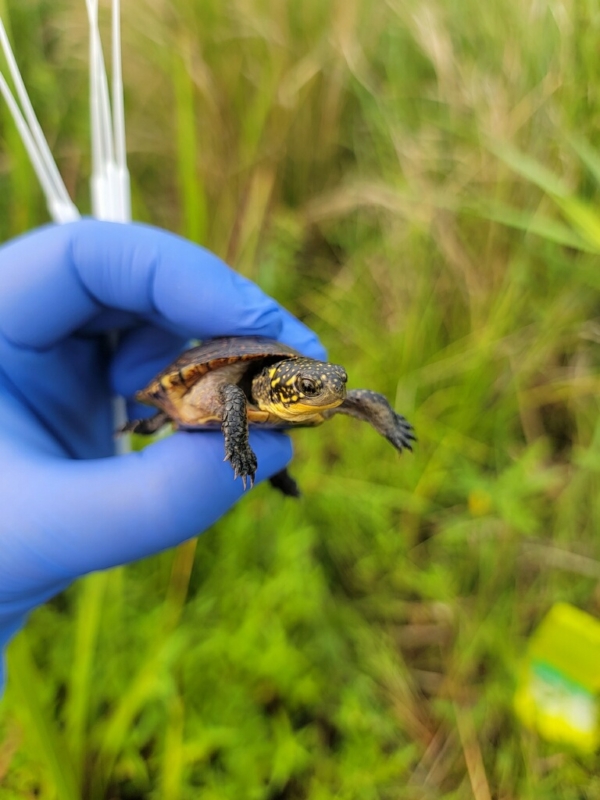 Meet Dr. Matt Allender Jr. – Wildlife Epidemiology Laboratory