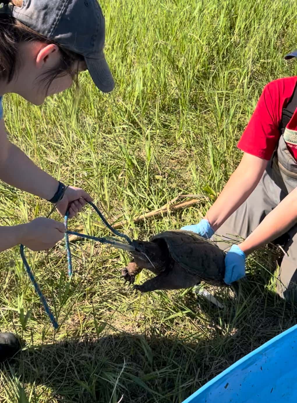 Worst Turtle of the Week 5/26-6/1 – Wildlife Epidemiology Laboratory
