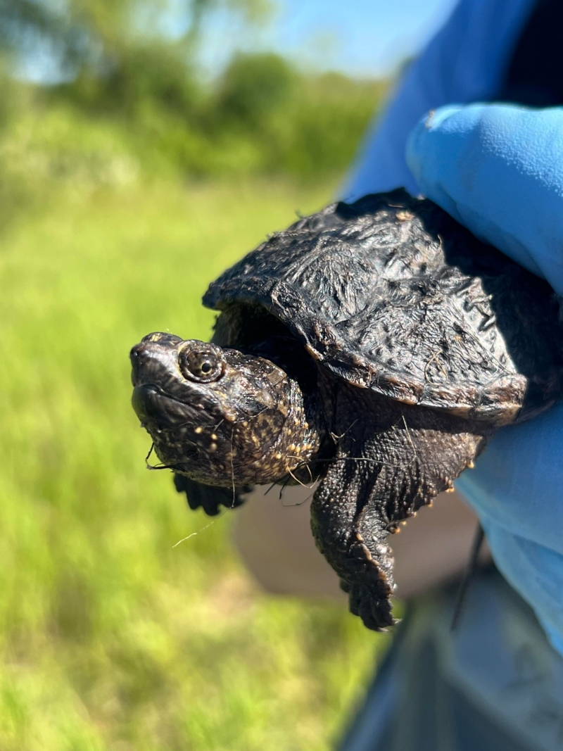 Best Turtle of the Week 5/26-6/1 – Wildlife Epidemiology Laboratory