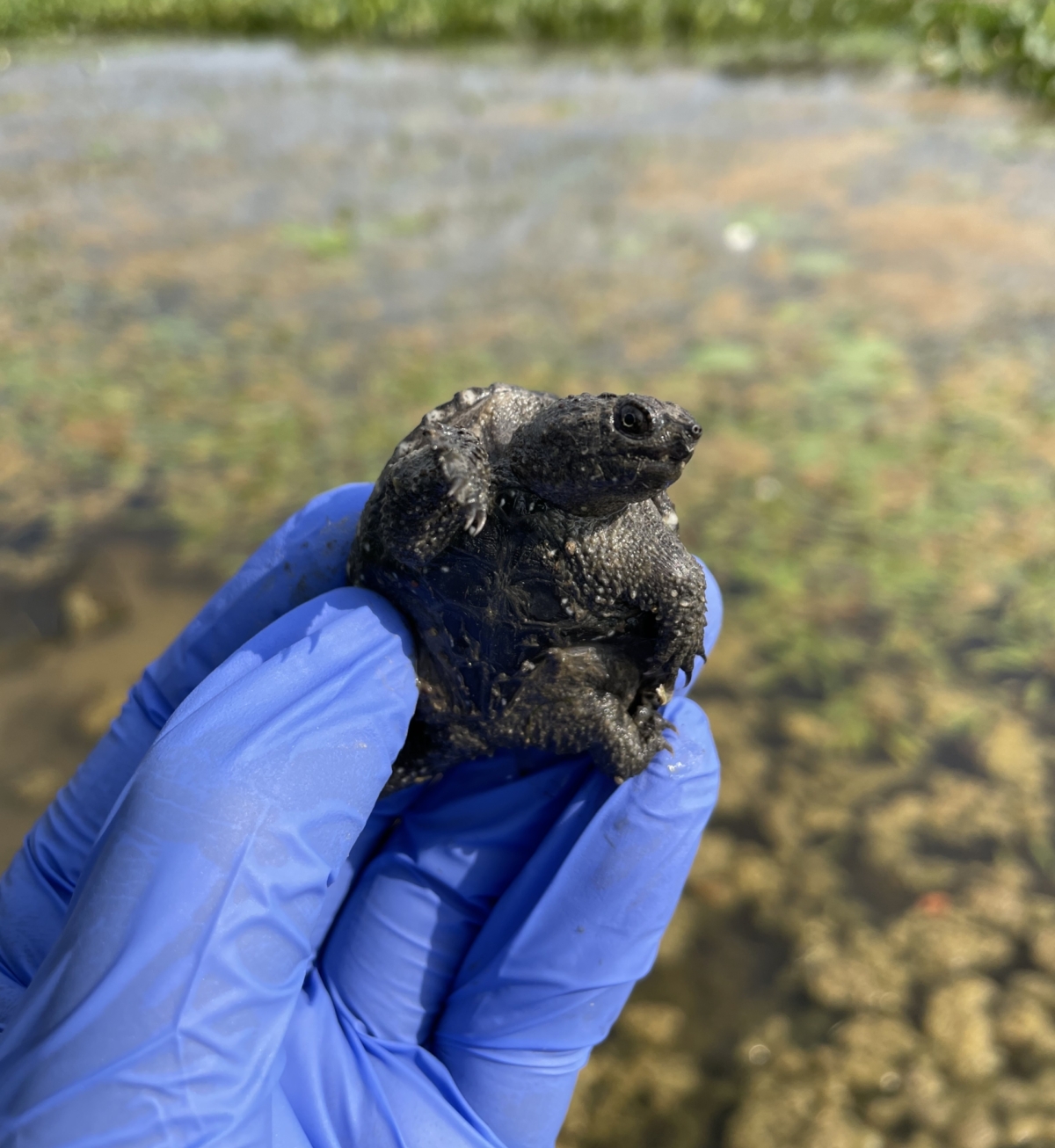 Week 6: Lovable turtles and clever raccoons – Wildlife Epidemiology ...