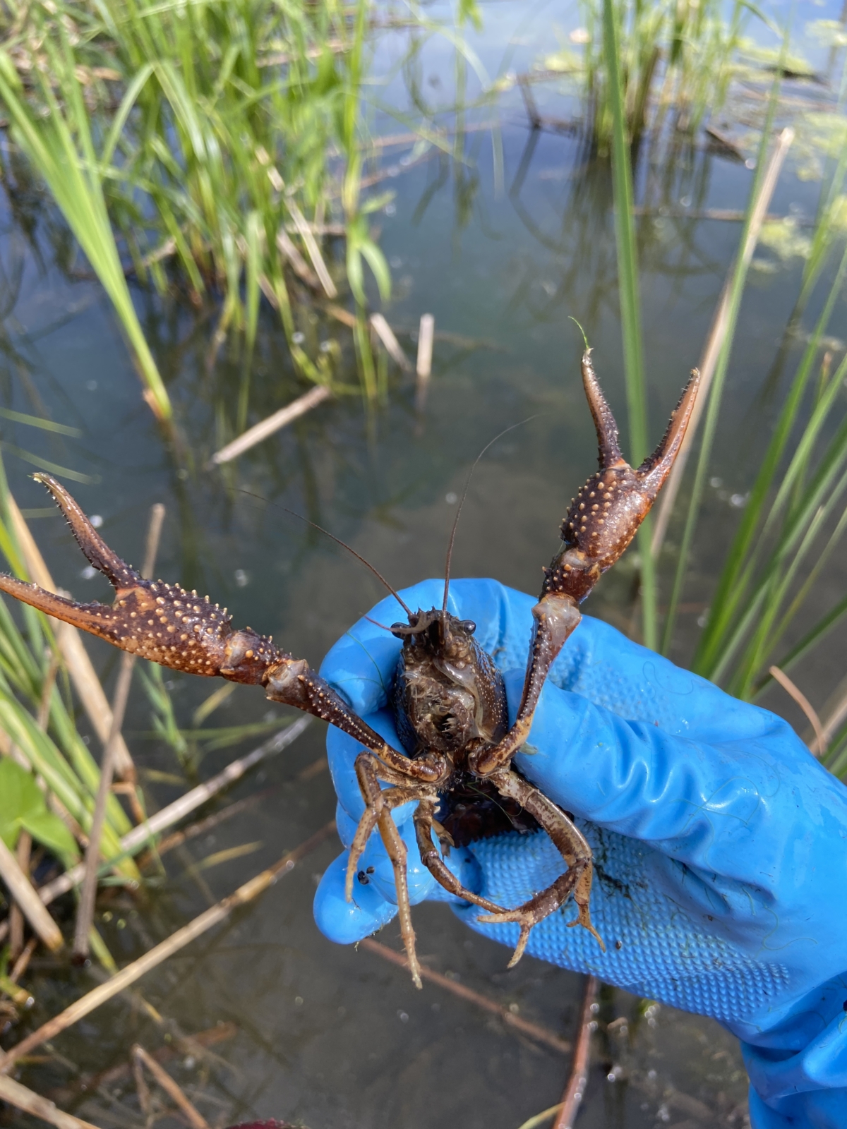 Week 3: Pineapple, blue snakes, and sharp claws! – Wildlife ...