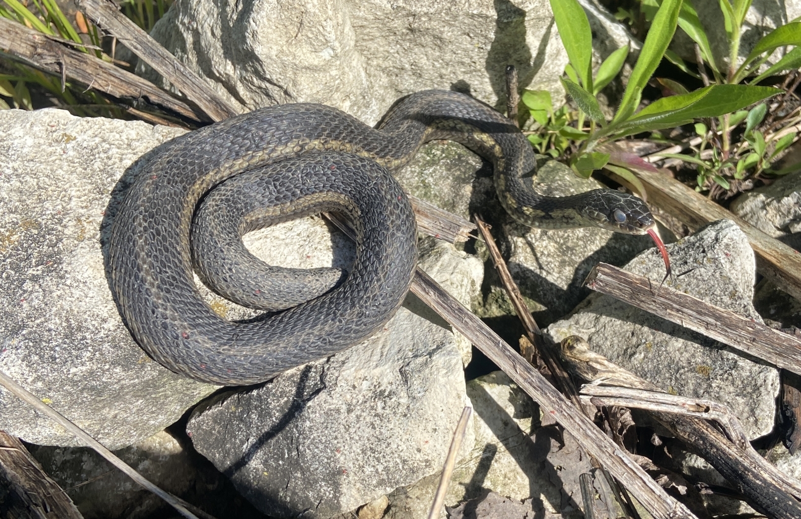 Week 3: Pineapple, blue snakes, and sharp claws! – Wildlife ...