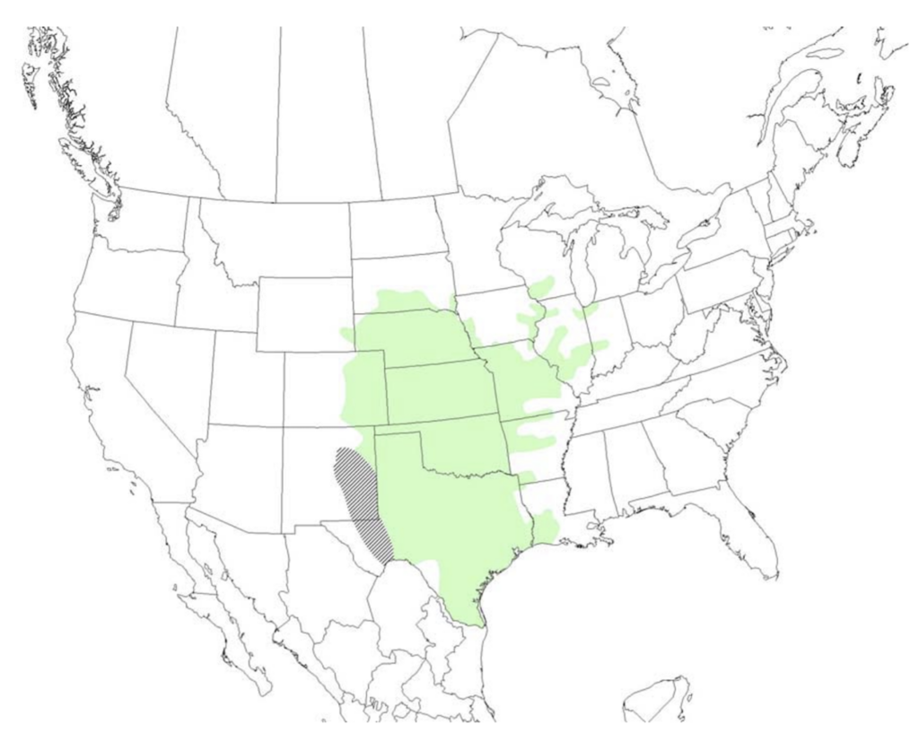 Turtle Team Week 4: Easterns vs Ornates – Wildlife Epidemiology Laboratory