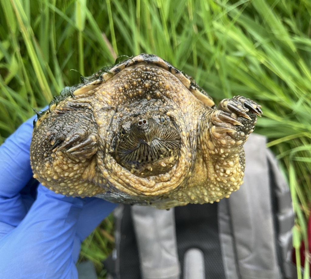 Week 6: Lovable turtles and clever raccoons – Wildlife Epidemiology ...