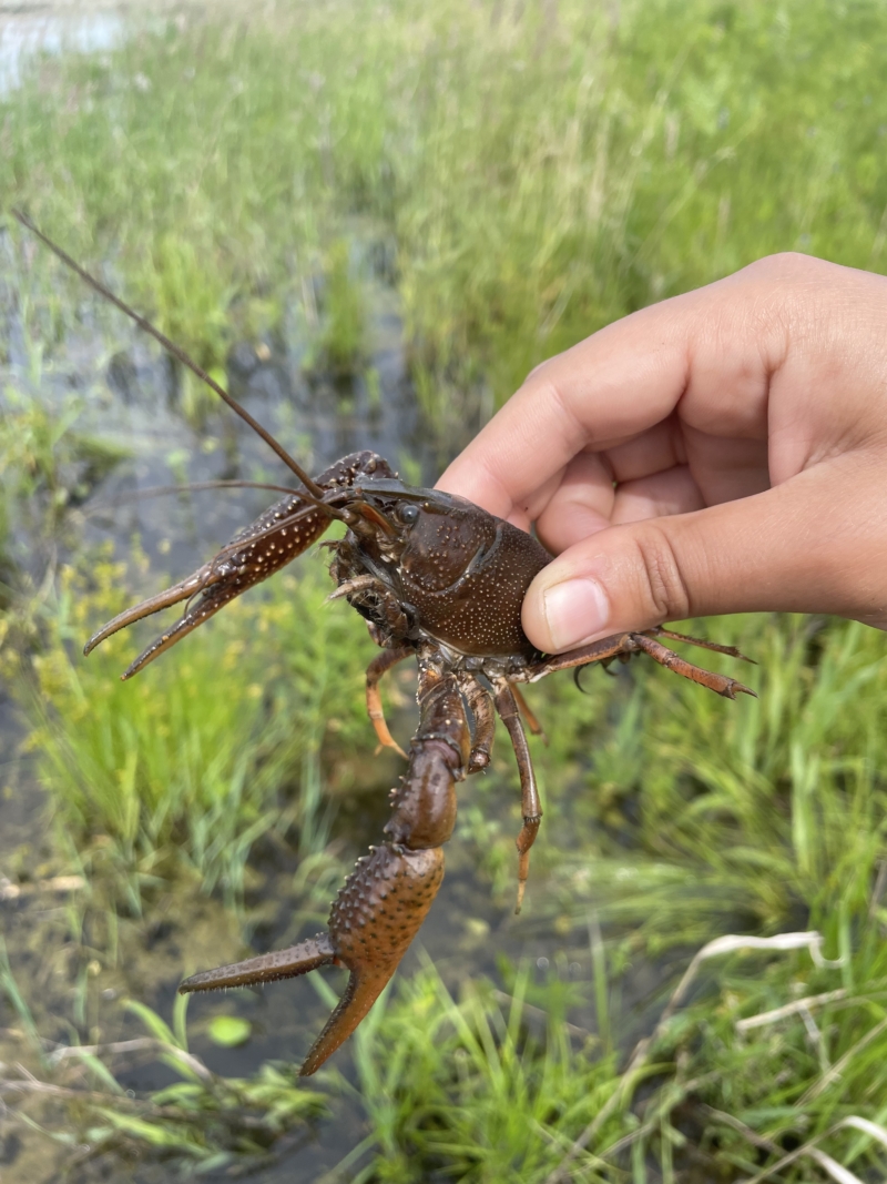 Week 4: Advancing our skills – Wildlife Epidemiology Laboratory
