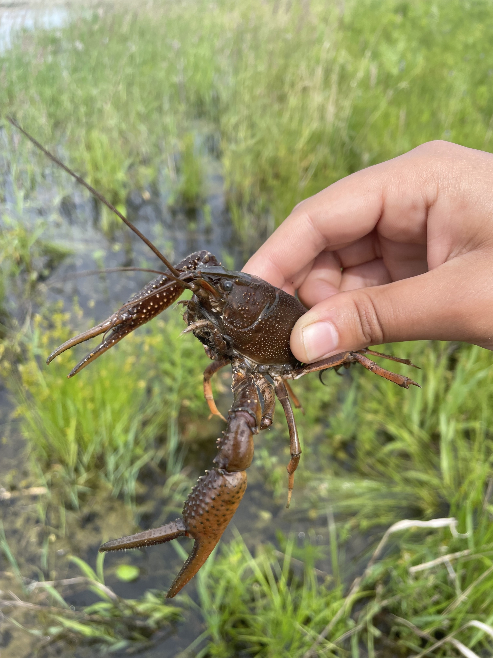 Week 4: Advancing our skills – Wildlife Epidemiology Laboratory