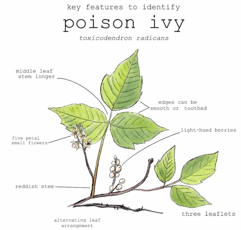 Tips and Tricks to Surviving Poison Ivy – Wildlife Epidemiology Laboratory