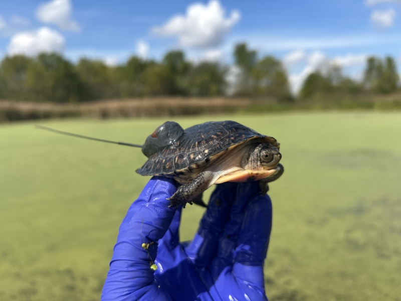 Week 5: A Little Head Start Goes a Long Way – Wildlife Epidemiology ...