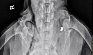 Veterinary Forensics: Animal Crimes - Veterinary Medicine at Illinois