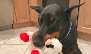 Treatment Options for Dog's Foot Sores - Veterinary Medicine at Illinois