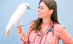Three Household Items Toxic to Birds - Veterinary Medicine at Illinois