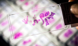 Necropsies Solve Mystery of Animal Deaths - Veterinary Medicine at Illinois