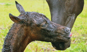 On-farm Support of Sick Foals - Veterinary Medicine at Illinois