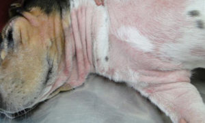 Malassezia Dermatitis in Dogs and Cats - Veterinary Medicine at Illinois