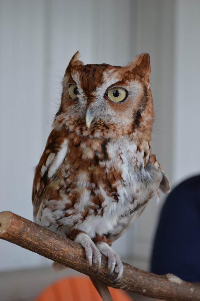 Ambassador Animals - Veterinary Medicine at Illinois