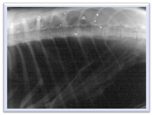 Lead Toxicosis - Veterinary Medicine at Illinois