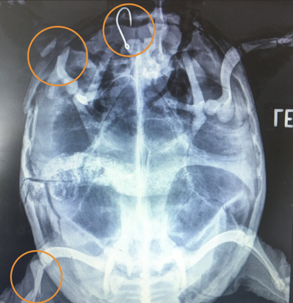 Reptiles Archives - Page 2 of 3 - Veterinary Medicine at Illinois