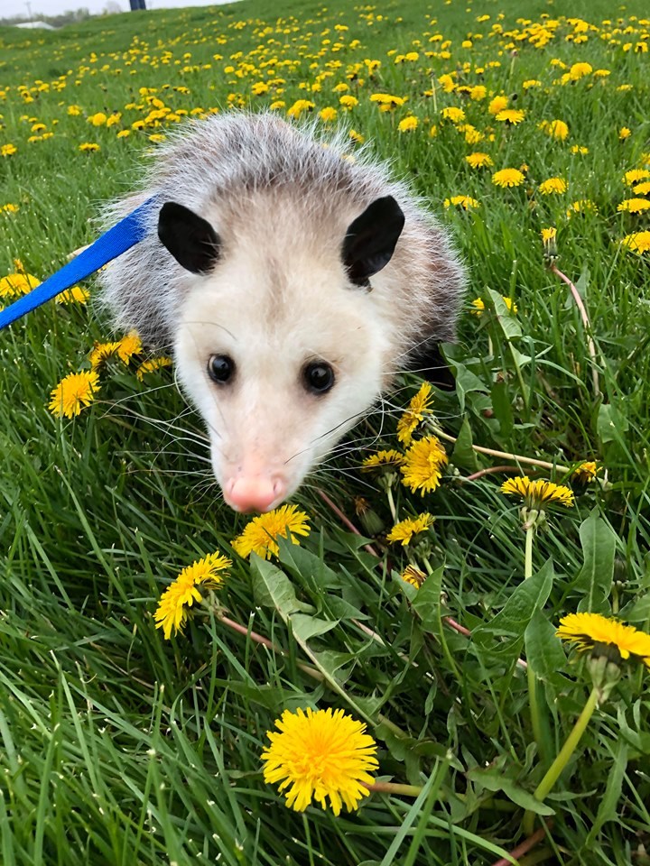 Ambassador Animals - Veterinary Medicine at Illinois