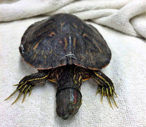 Team Saves Turtle Hit by Car - Veterinary Medicine at Illinois