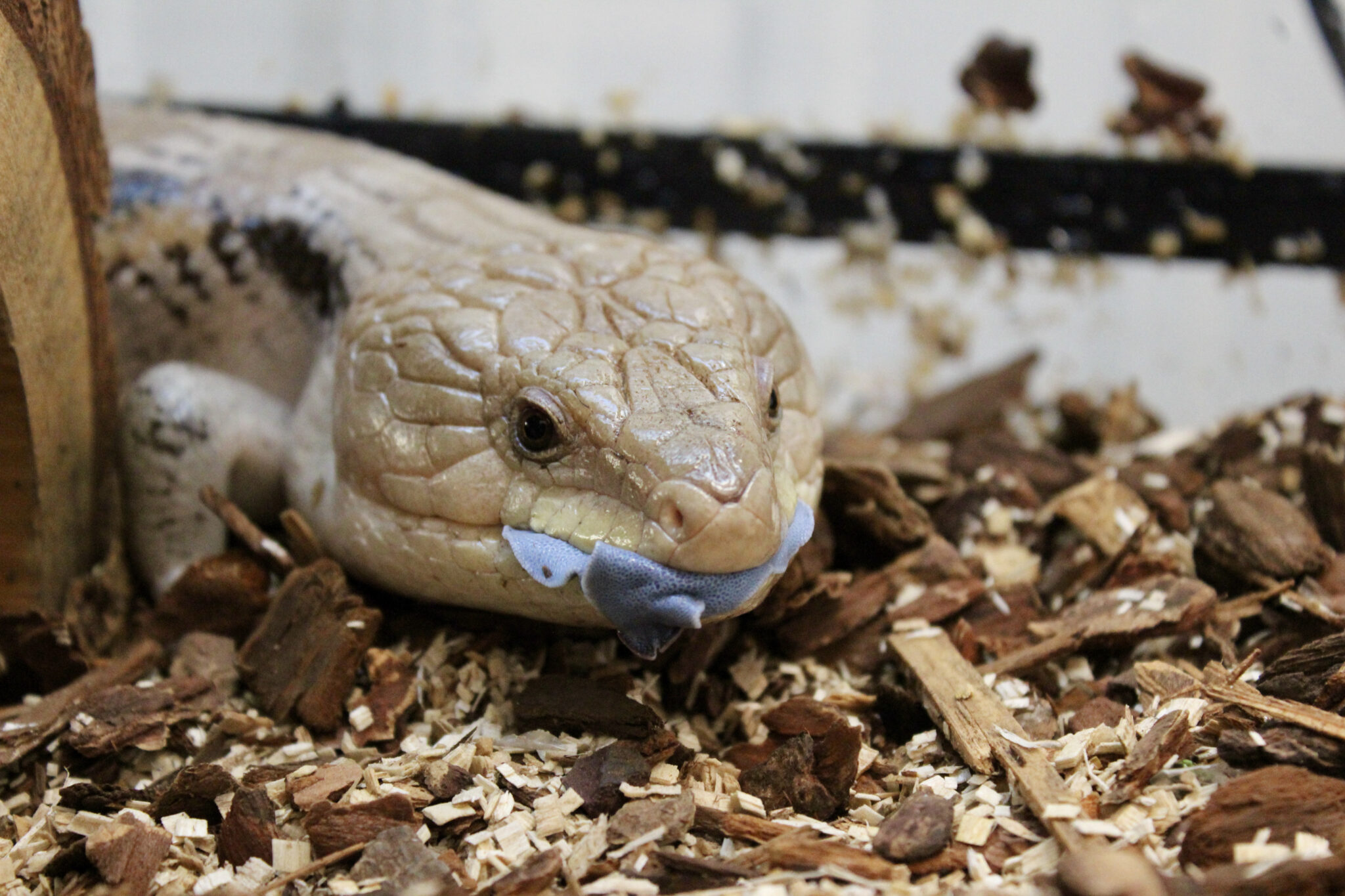 Ambassador Animals - Veterinary Medicine at Illinois