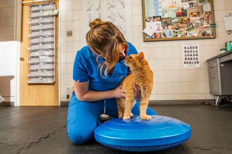 Veterinary Technician Career Opportunities - Veterinary Medicine at ...