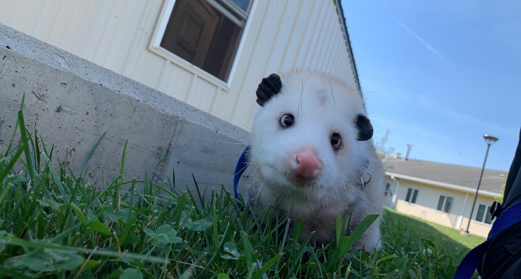 Say Hello to Patty the Opossum! - Veterinary Medicine at Illinois