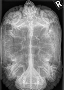 The Tricky Turtle - Veterinary Medicine at Illinois