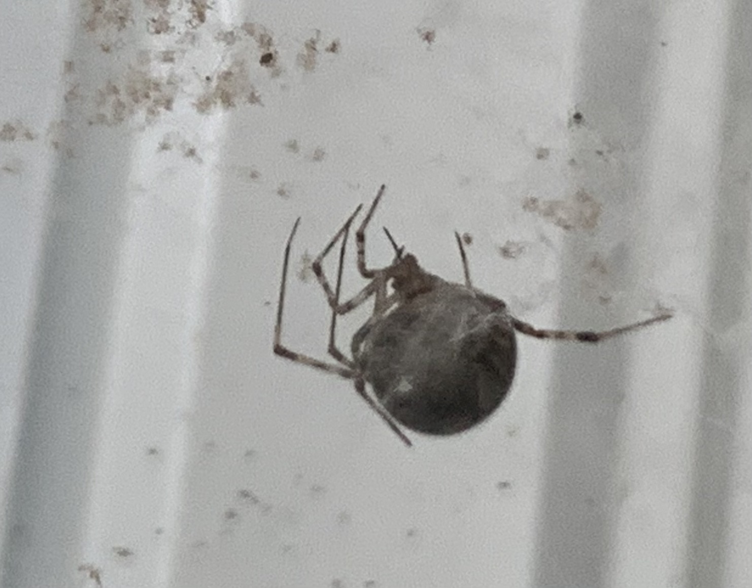 Jeepers Creepers! Spiders are a Wildlife Clinic’s Best Friend ...