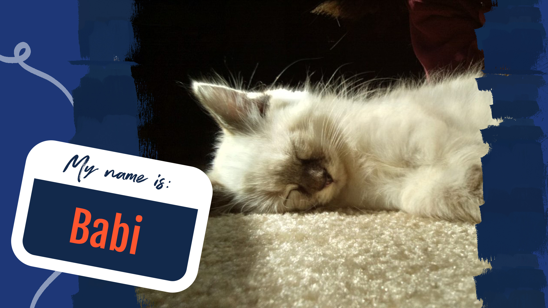 Pet Digital Signs - Veterinary Medicine at Illinois