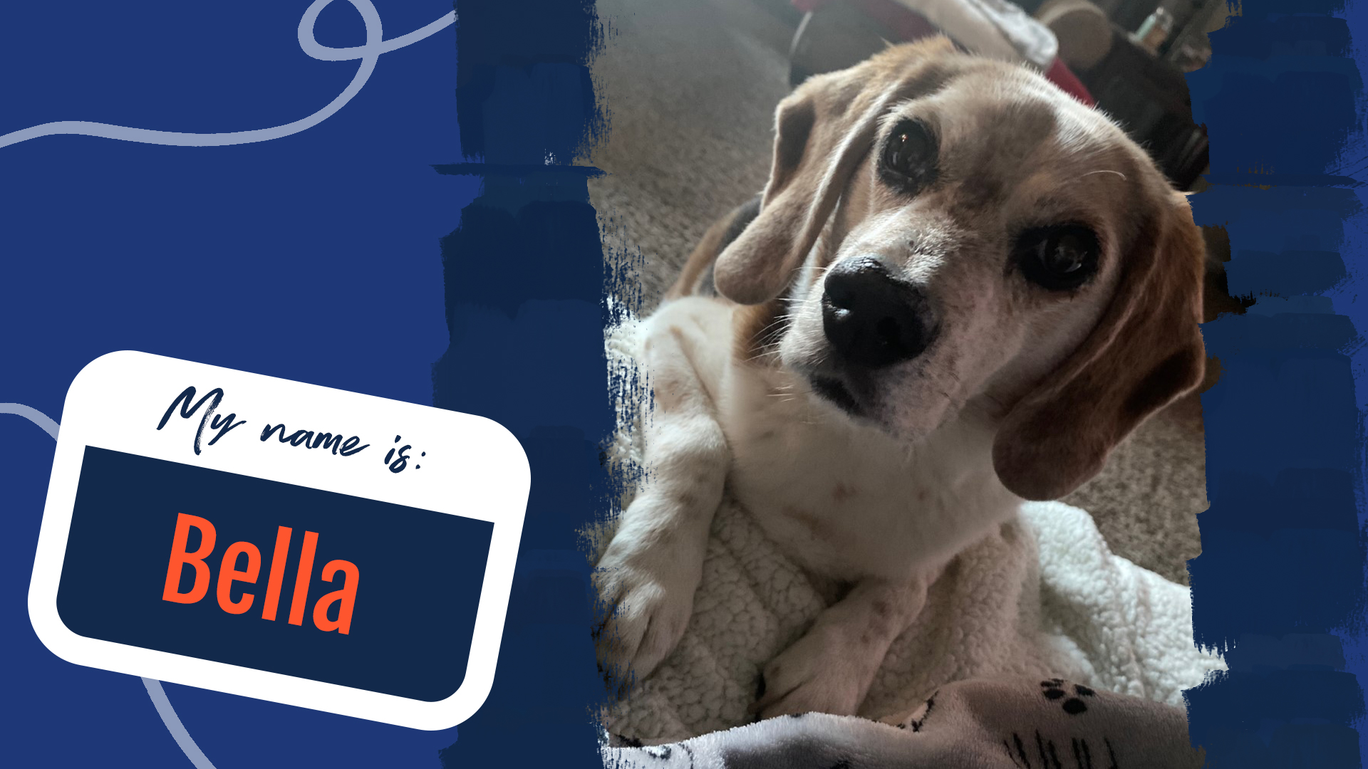 Pet Digital Signs - Veterinary Medicine at Illinois