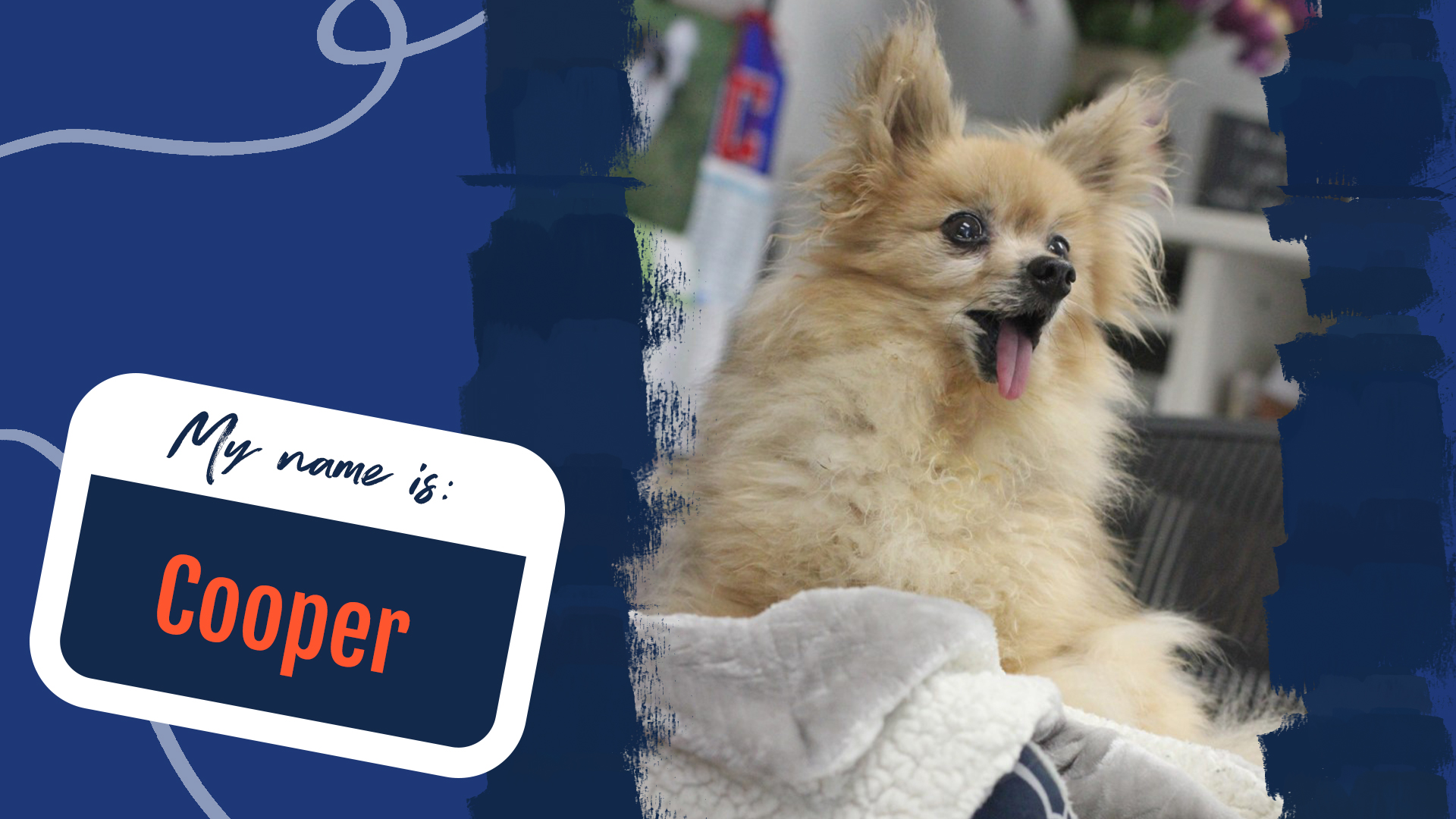 Pet Digital Signs - Veterinary Medicine at Illinois