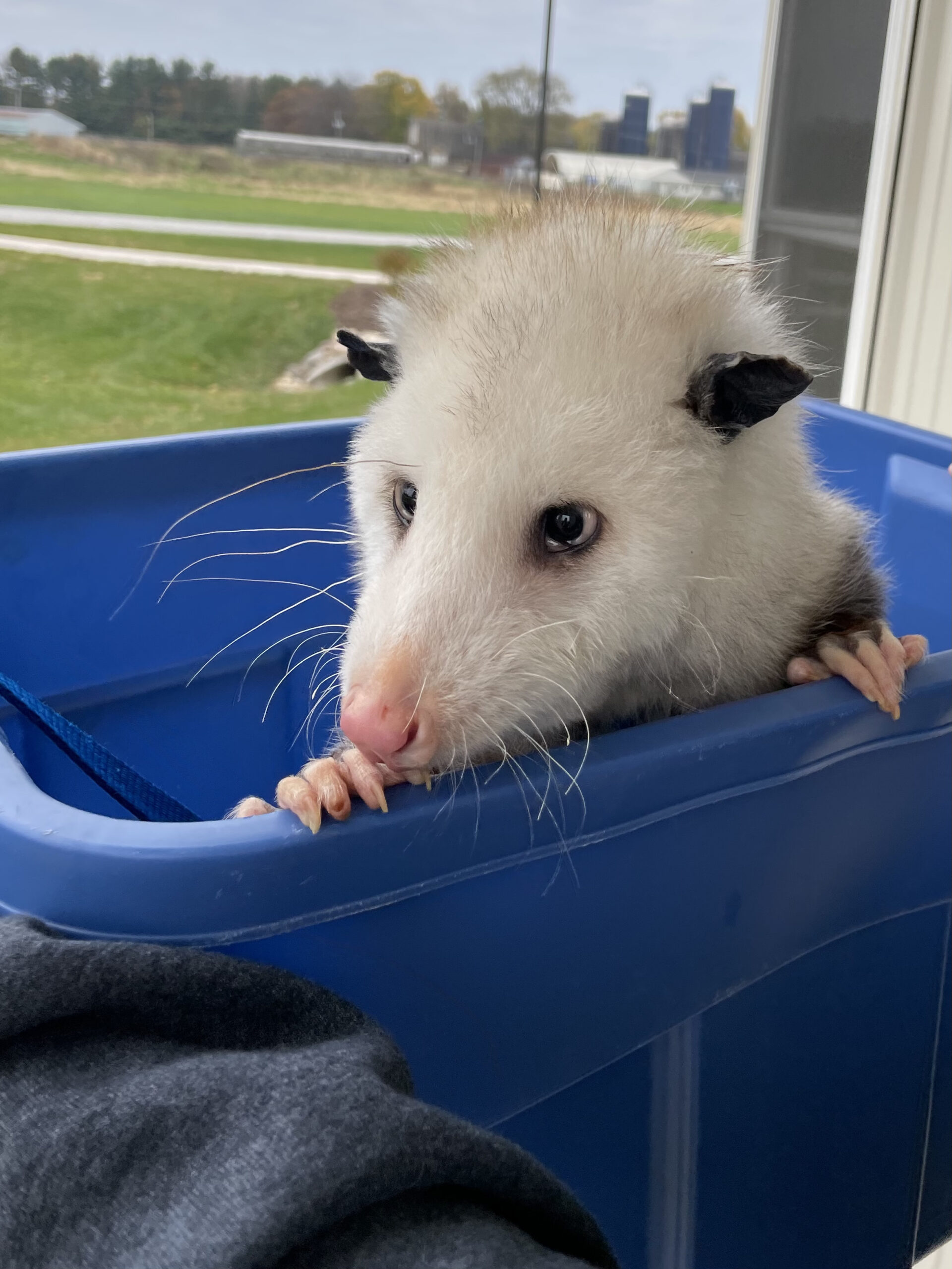 Why we love our ambassadors and why you should too! - Veterinary ...