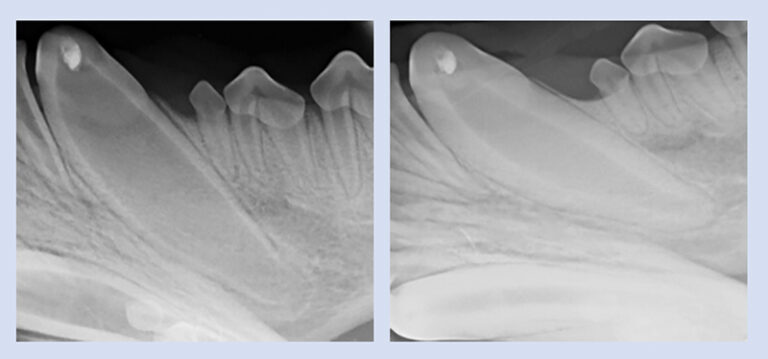 Treatment Options for Fractured Teeth - Veterinary Medicine at Illinois